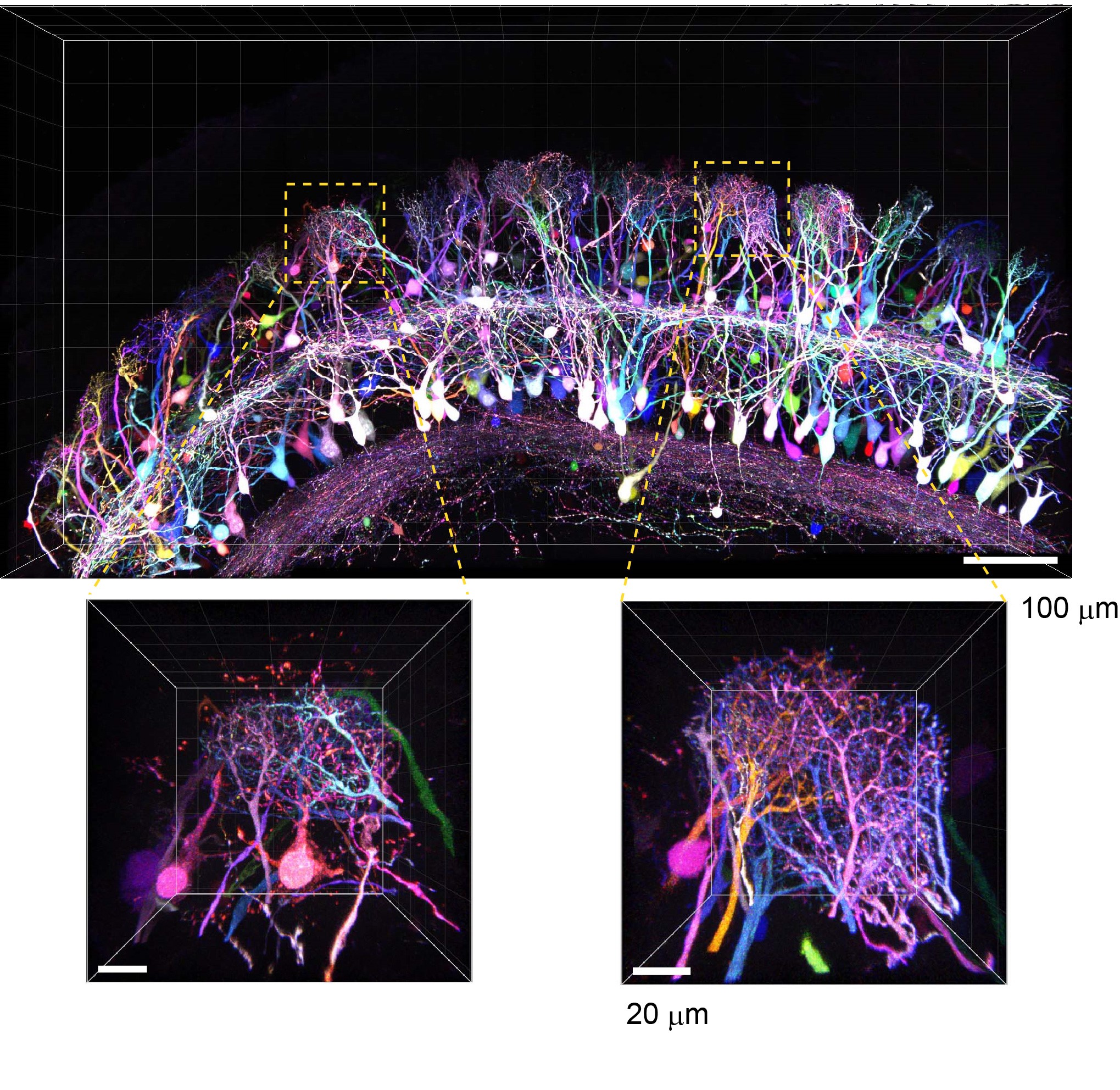 Bright multicolor labeling of neuronal circuit in transparent brains ...