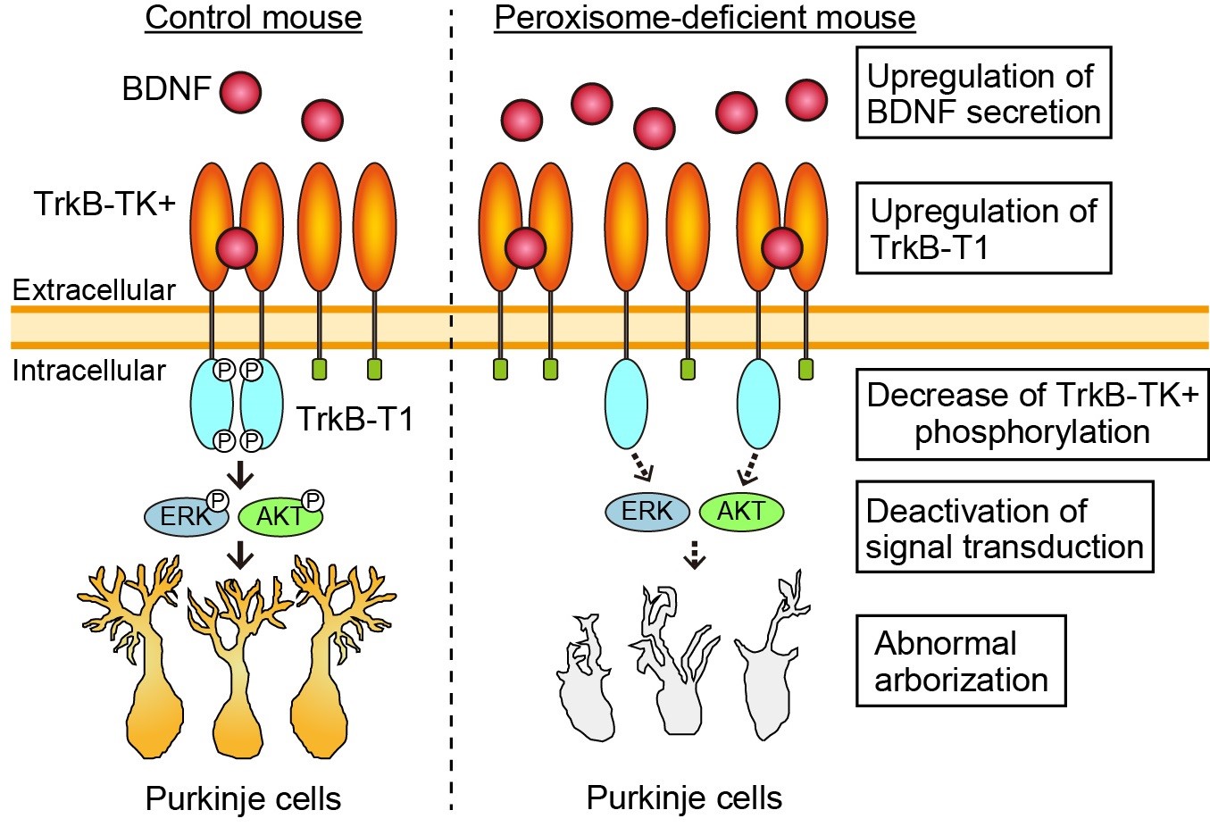 Pathological mechanism of peroxisome biogenesis disorders | Research ...