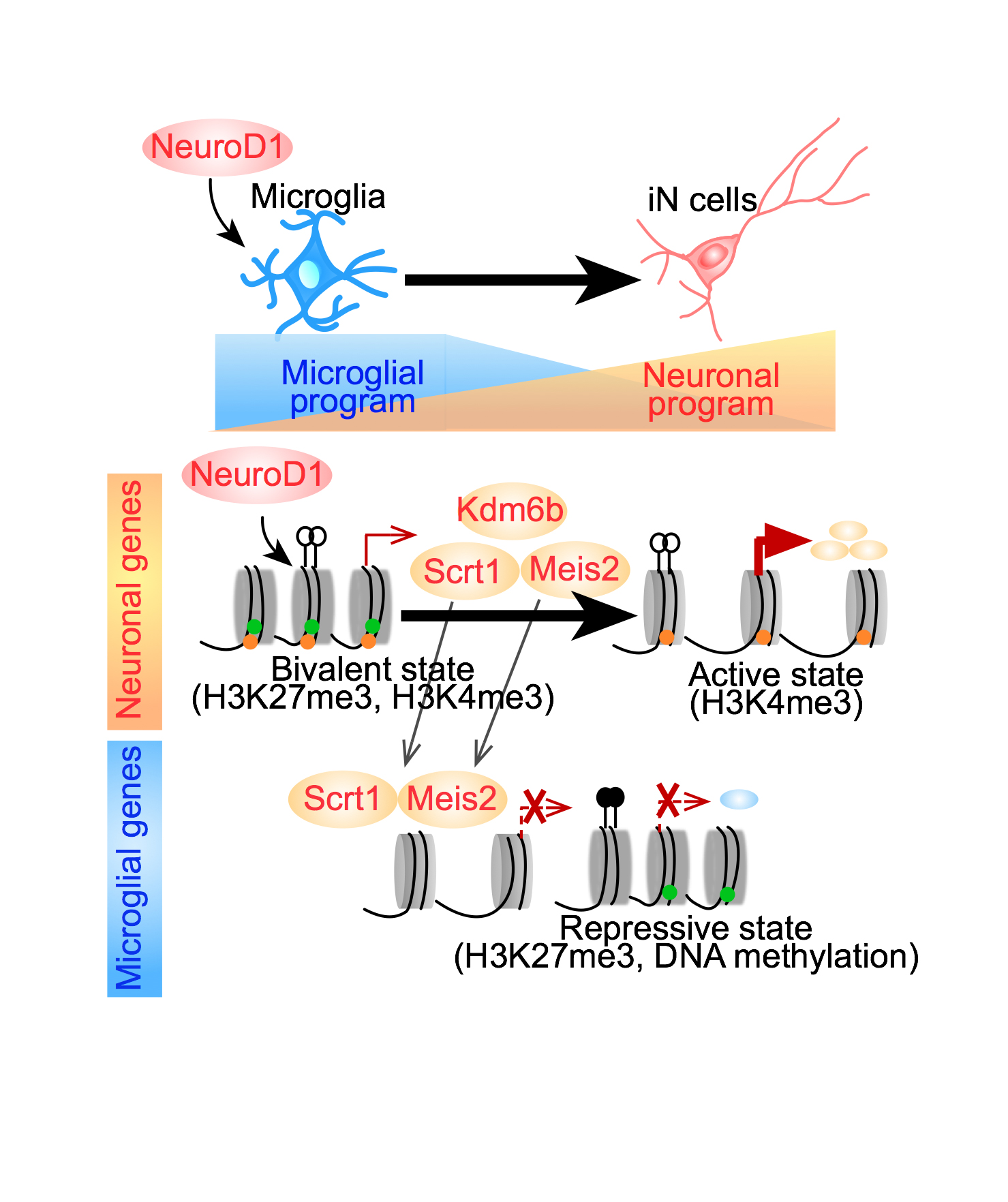 Direct reprogramming of microglia into functional neurons by a single ...