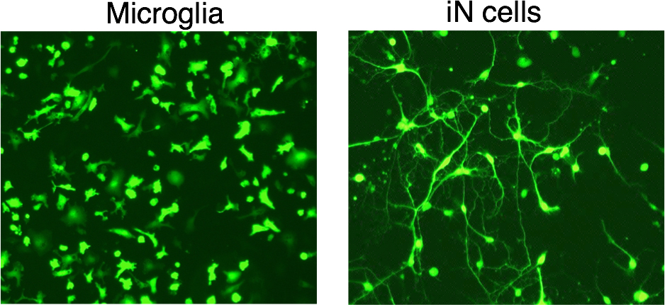 Direct reprogramming of microglia into functional neurons by a single ...