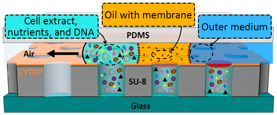 Artificial cells offer route to explore cell processes | Research ...