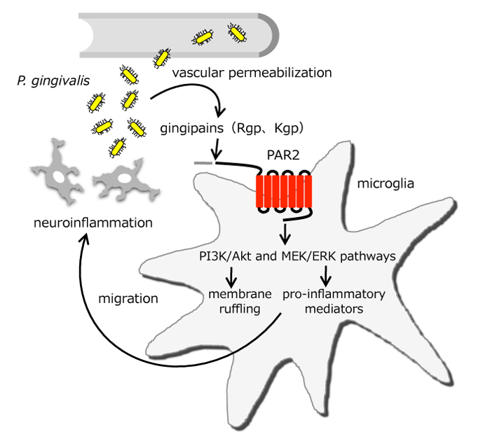 Gingipains secreted from Porphorymonas gingivalis induce migration and ...