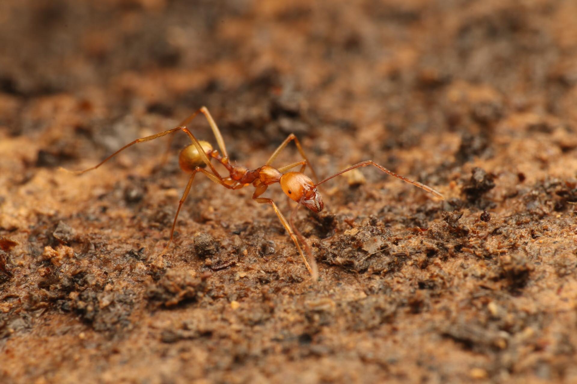 New species of ‘Troglobiotic (cave-dwelling) Ant’ discovered in Japan | Research Results ...