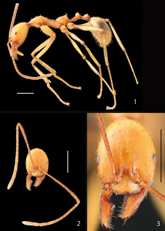 New species of ‘Troglobiotic (cave-dwelling) Ant’ discovered in Japan ...